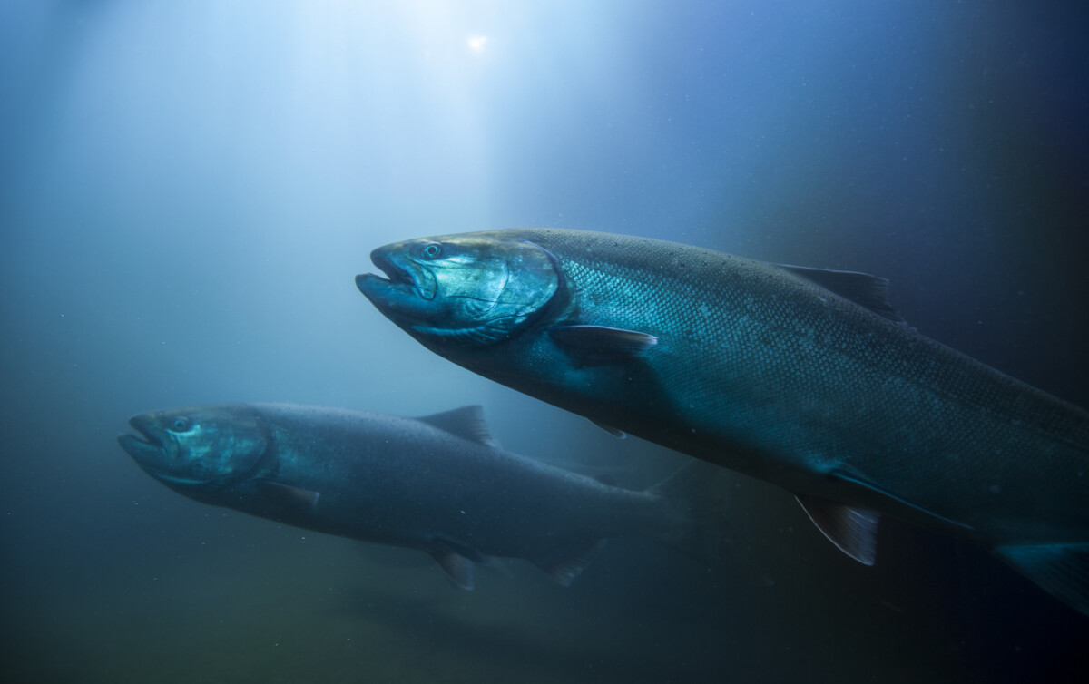 Benefits of Plate Heat Exchangers for Fish Farmers